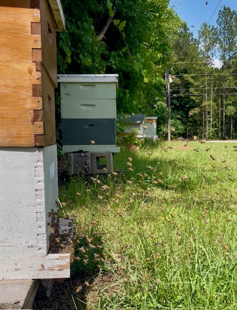 More bees please! – Shiloh Farmstead