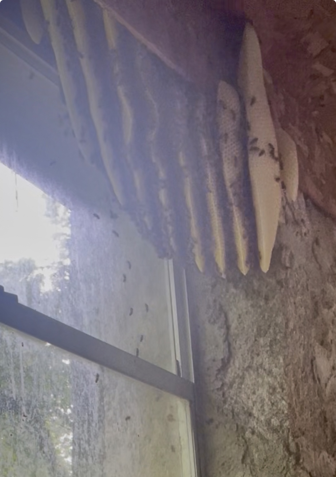 More bees please! – Shiloh Farmstead